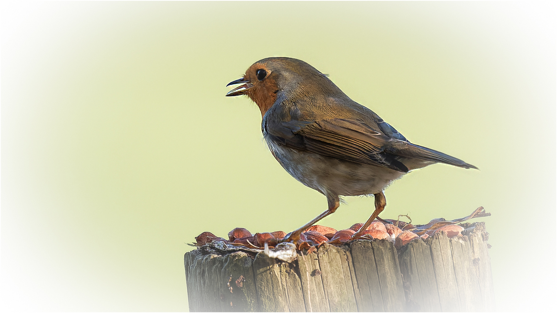 Rotlatz zeigt sein Gourmet-Zünglein ..... Foto & Bild | tiere, wildlife ...