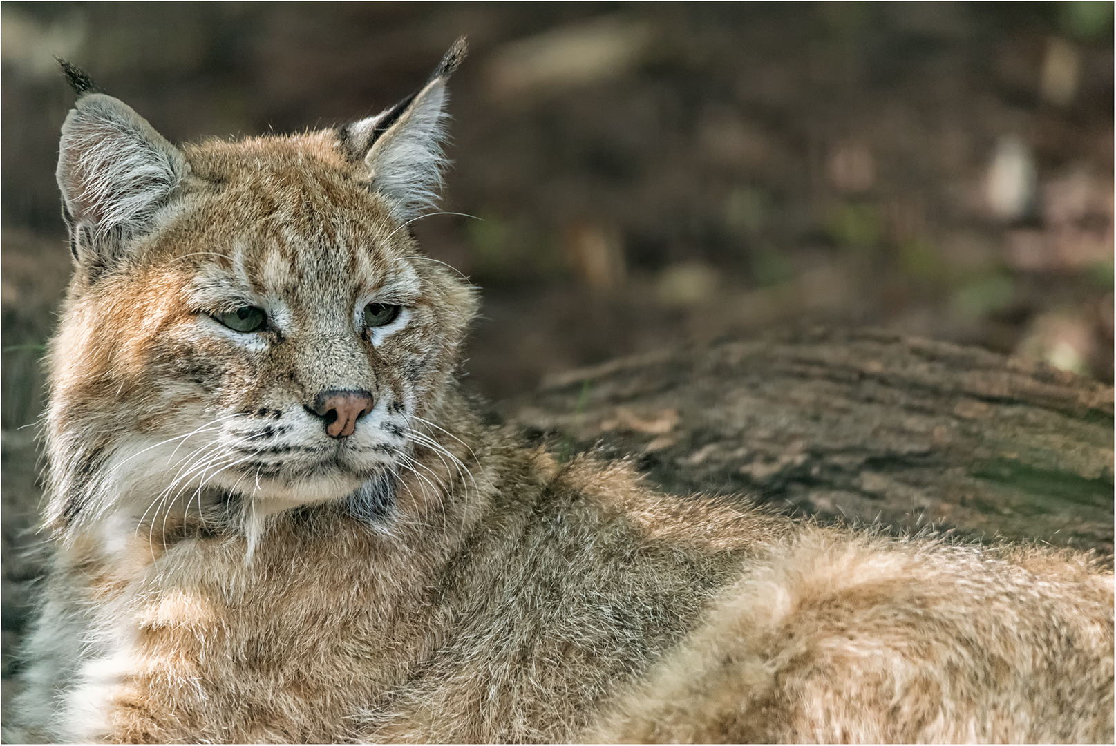 Rotluchs Foto & Bild | natur, portrait, porträt Bilder auf fotocommunity