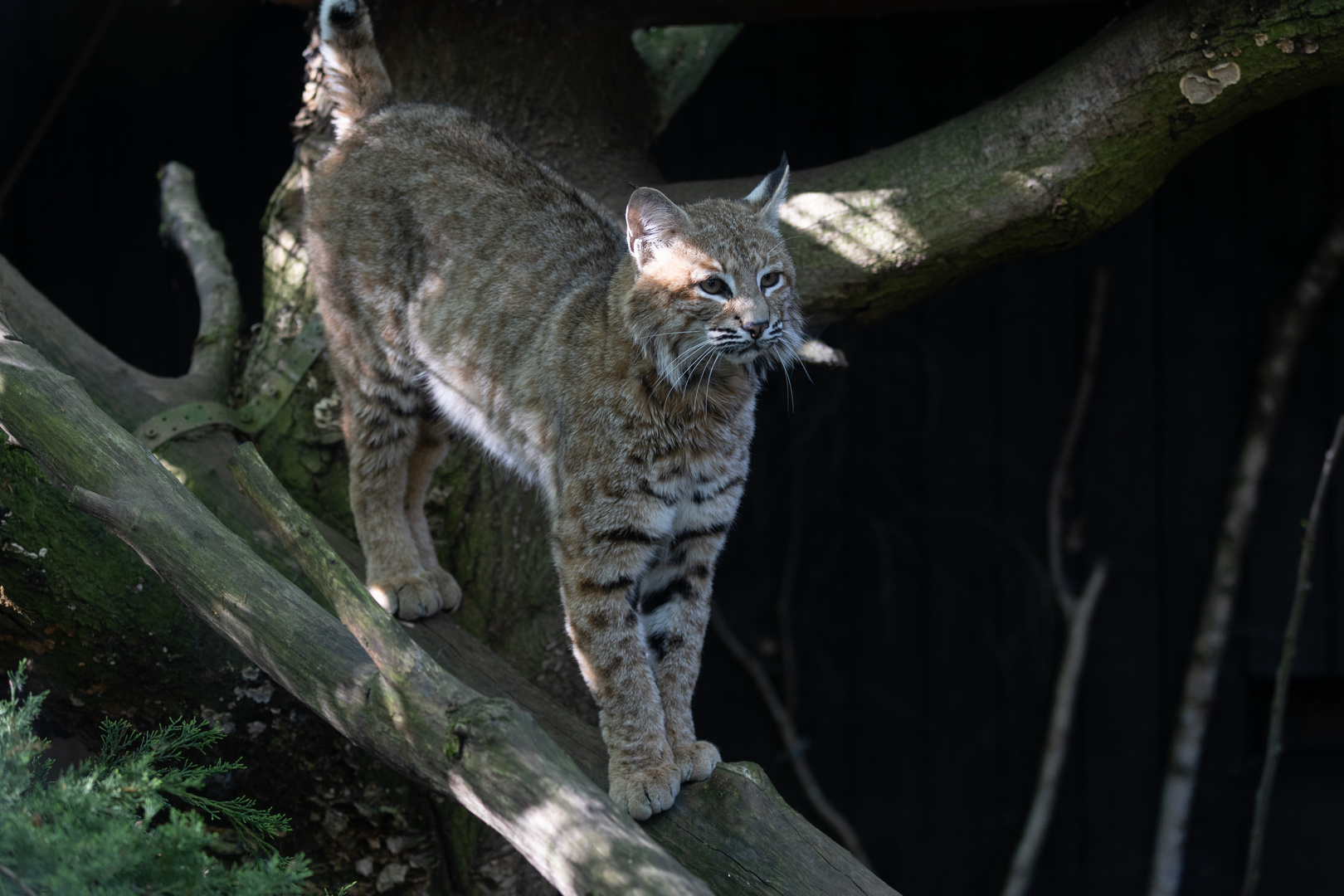 Rotluchs Foto & Bild | tiere, zoo, wildpark & falknerei, säugetiere ...