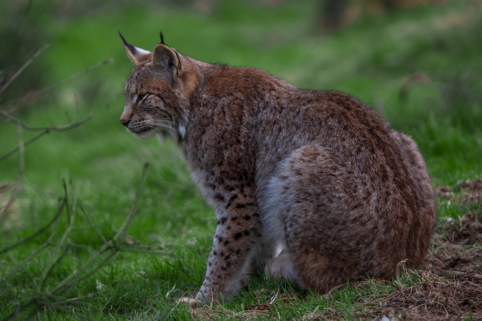 Rotluchs Foto & Bild | natur, wildparks Bilder auf fotocommunity