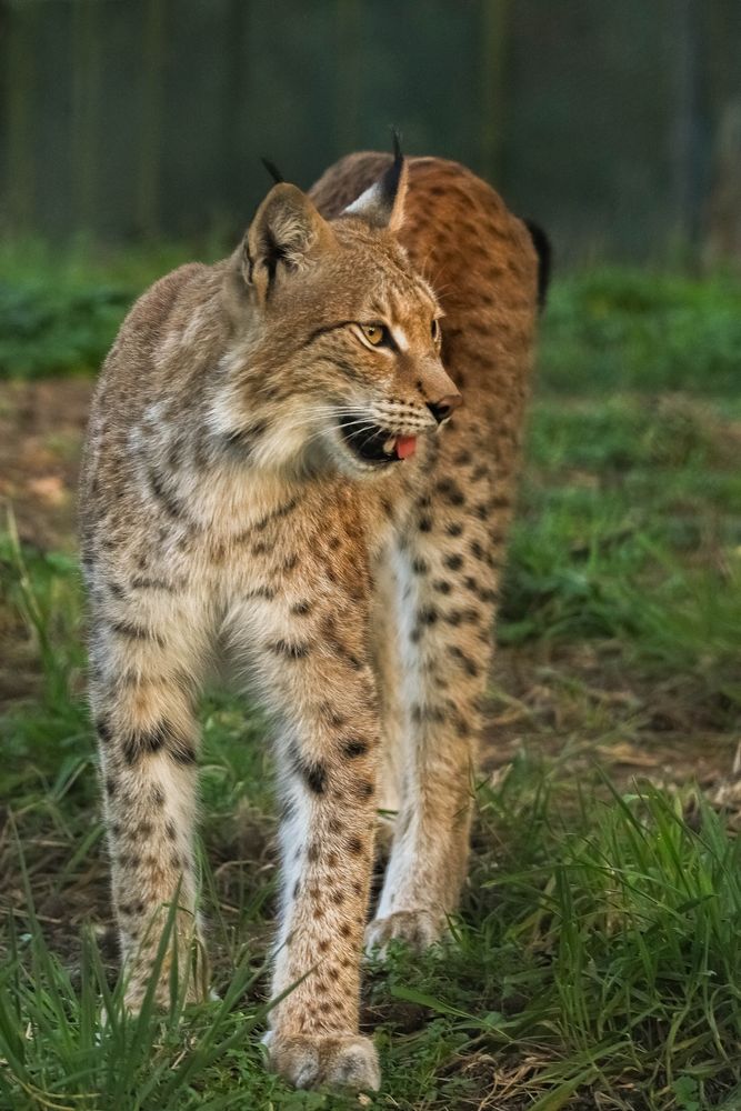 Rotluchs Foto & Bild | natur, tiere, wildpark Bilder auf fotocommunity