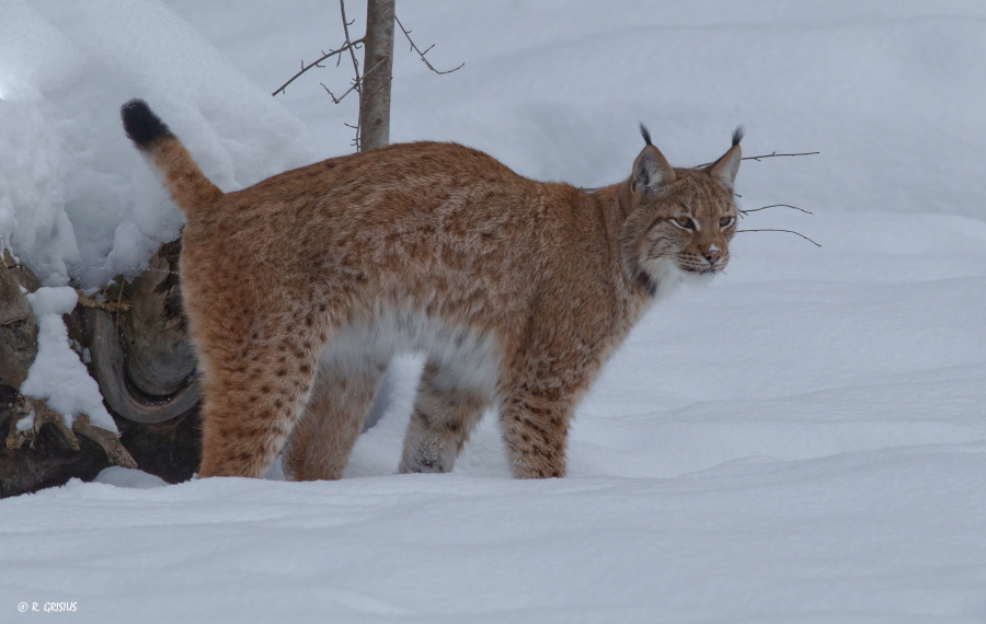 Rotluchs markiert sein Revier Foto & Bild | tiere, wildlife, wildlife ...
