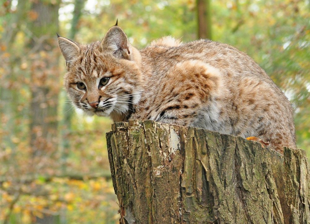 Rotluchs Teenager Foto & Bild | tiere, wildlife, säugetiere Bilder auf ...