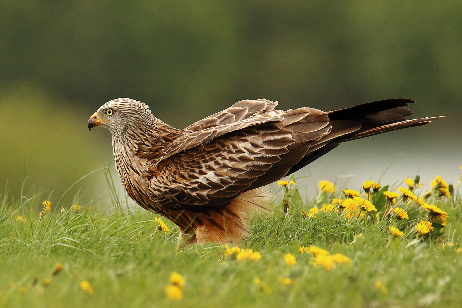 Rotmilan Foto & Bild | tiere, wildlife, natur Bilder auf fotocommunity