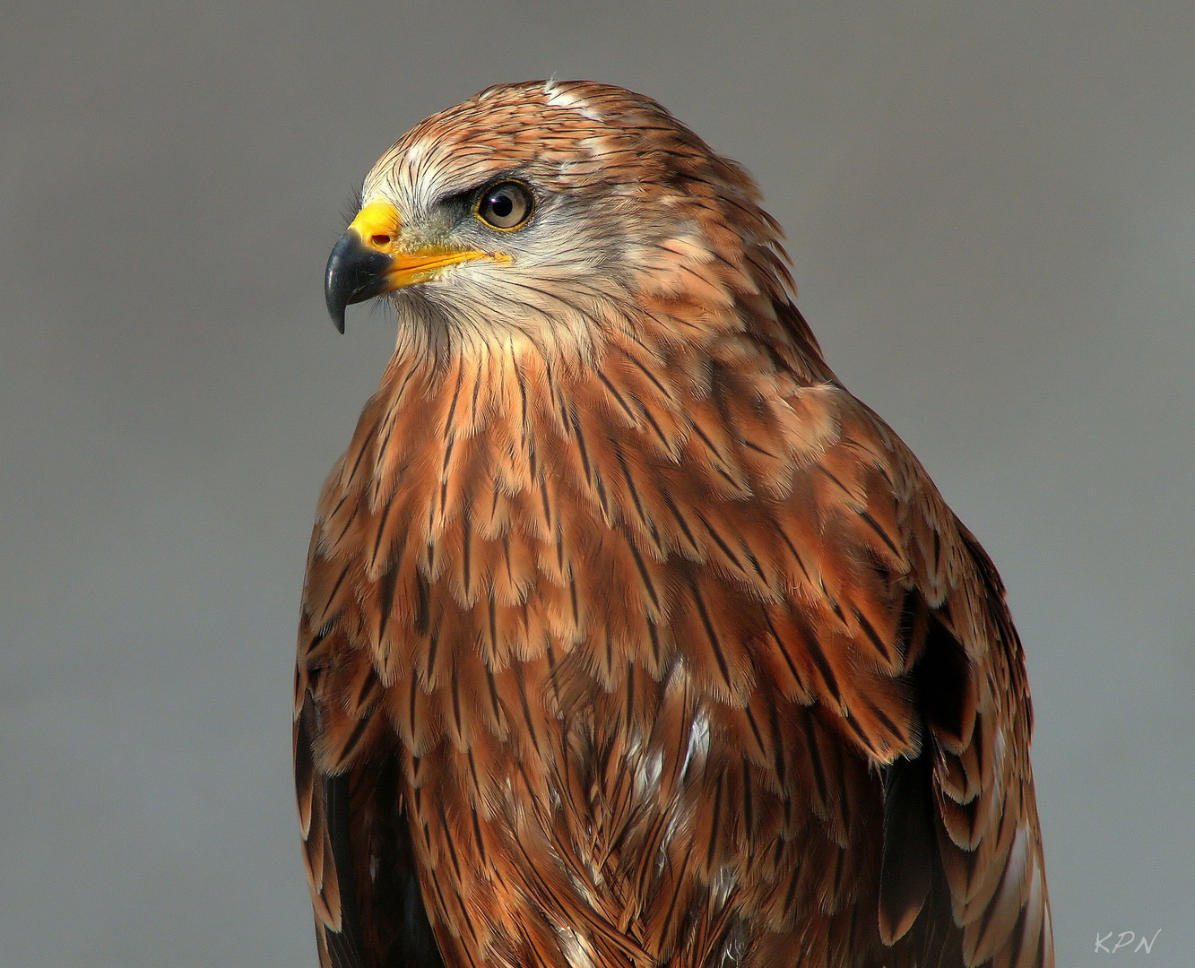 Rotmilan Foto & Bild | tiere, zoo, wildpark & falknerei, vögel Bilder ...