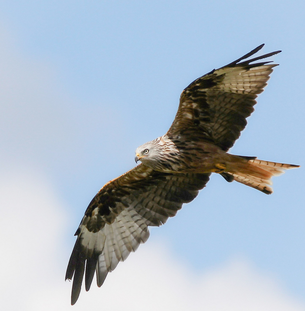 Rotmilan Foto & Bild | natur, tiere, vögel Bilder auf fotocommunity