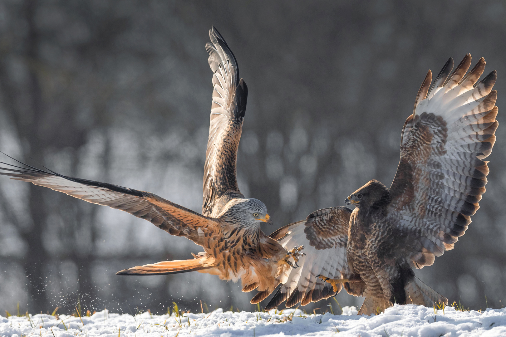 Rotmilan... Foto & Bild | winter, natur, greifvogel Bilder auf ...
