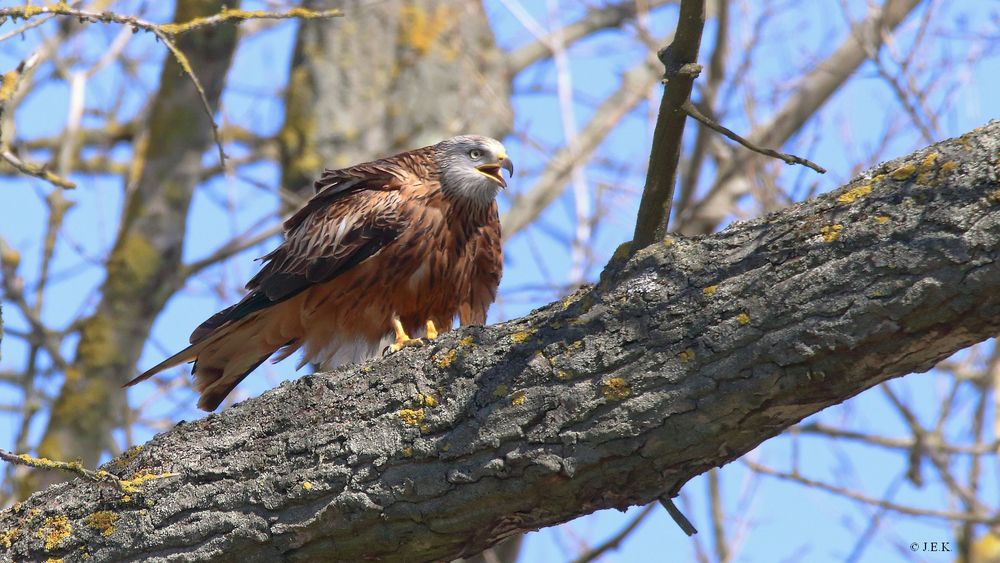Rotmilan Foto & Bild | vögel, greifvögel, milan Bilder auf fotocommunity