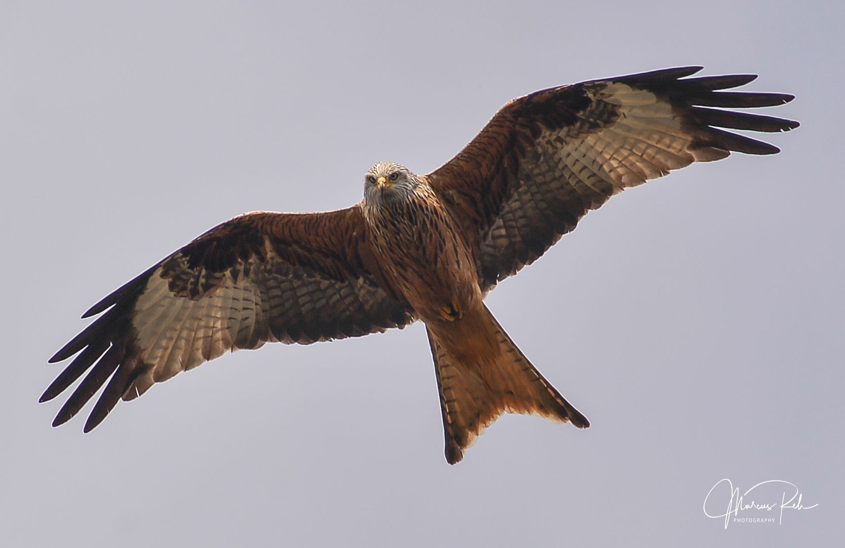 Rotmilan Foto & Bild | tiere, wildlife, wild lebende vögel Bilder auf ...