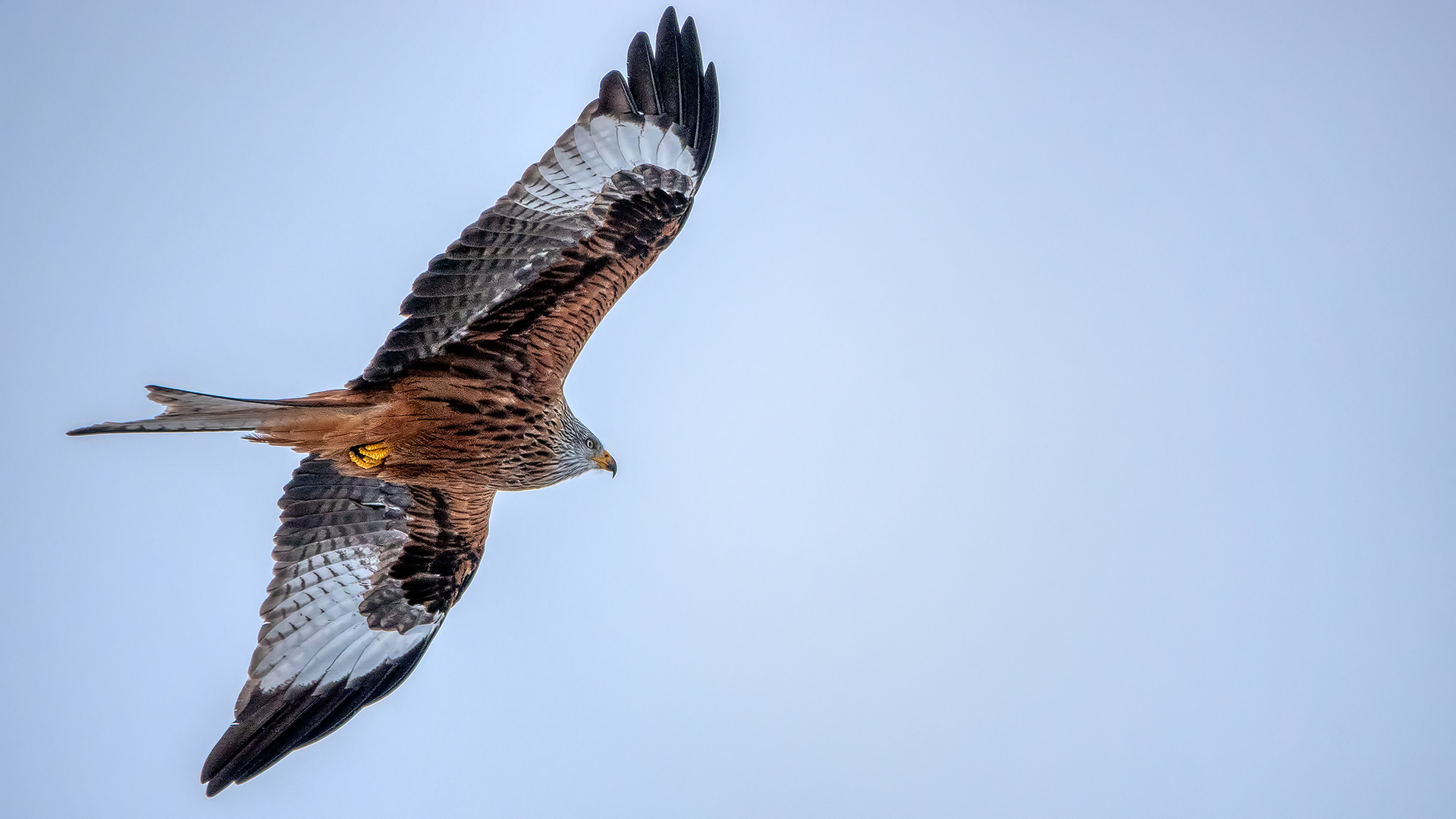 Rotmilan Foto & Bild | tiere, wildlife, wild lebende vögel Bilder auf ...