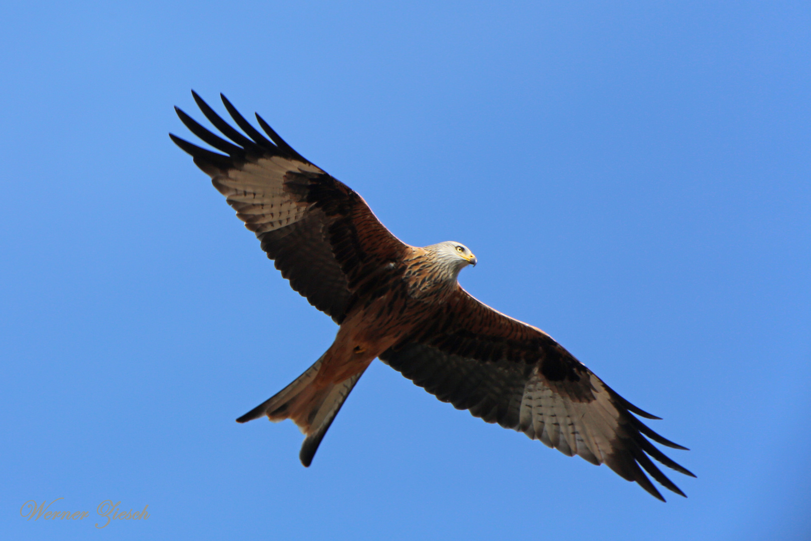 Rotmilan Foto & Bild | tiere, wildlife, wild lebende vögel Bilder auf ...