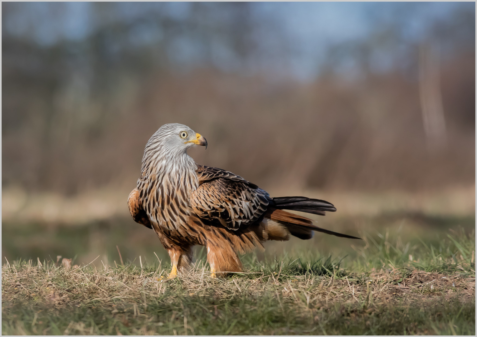 Rotmilan Foto & Bild | tiere, wildlife, wild lebende vögel Bilder auf ...
