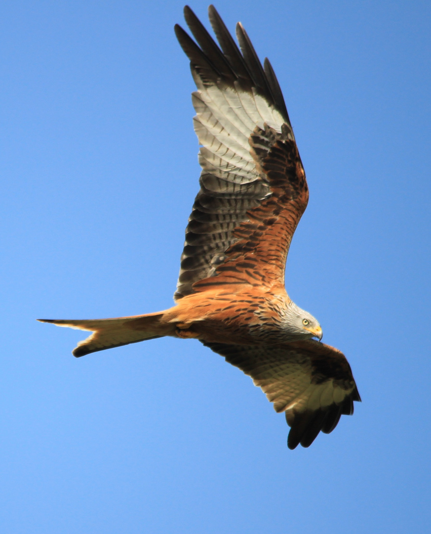 Rotmilan Foto & Bild | tiere, wildlife, wild lebende vögel Bilder auf ...