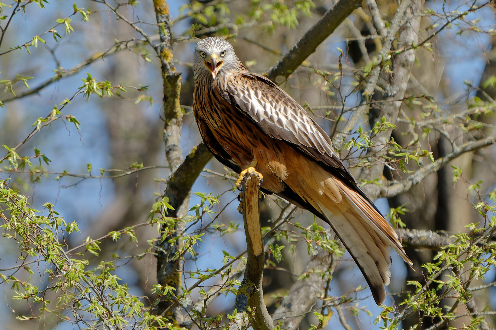 Rotmilan 2 Foto & Bild | tiere, wildlife, wild lebende vögel Bilder auf ...
