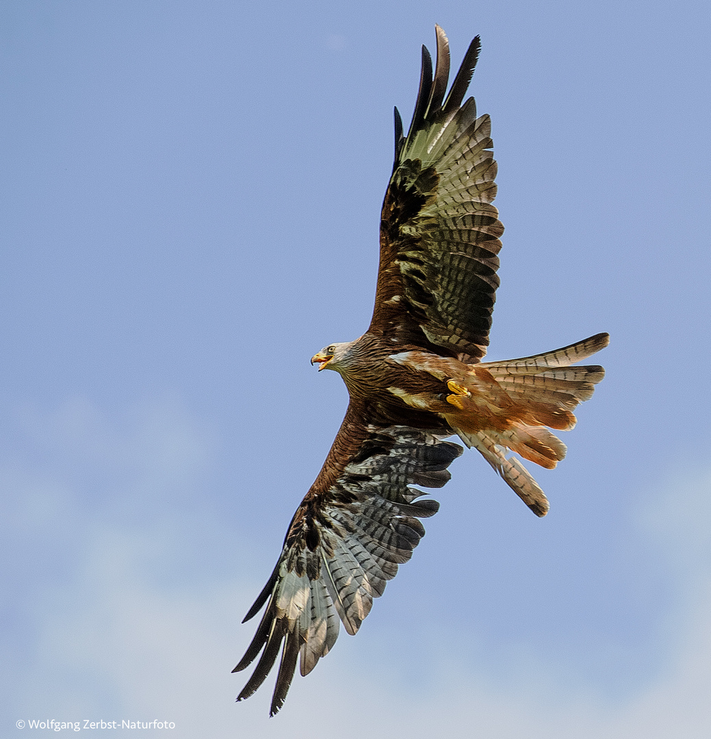 -- Rotmilan 2 -- Foto & Bild | fotos, world, natur Bilder auf fotocommunity