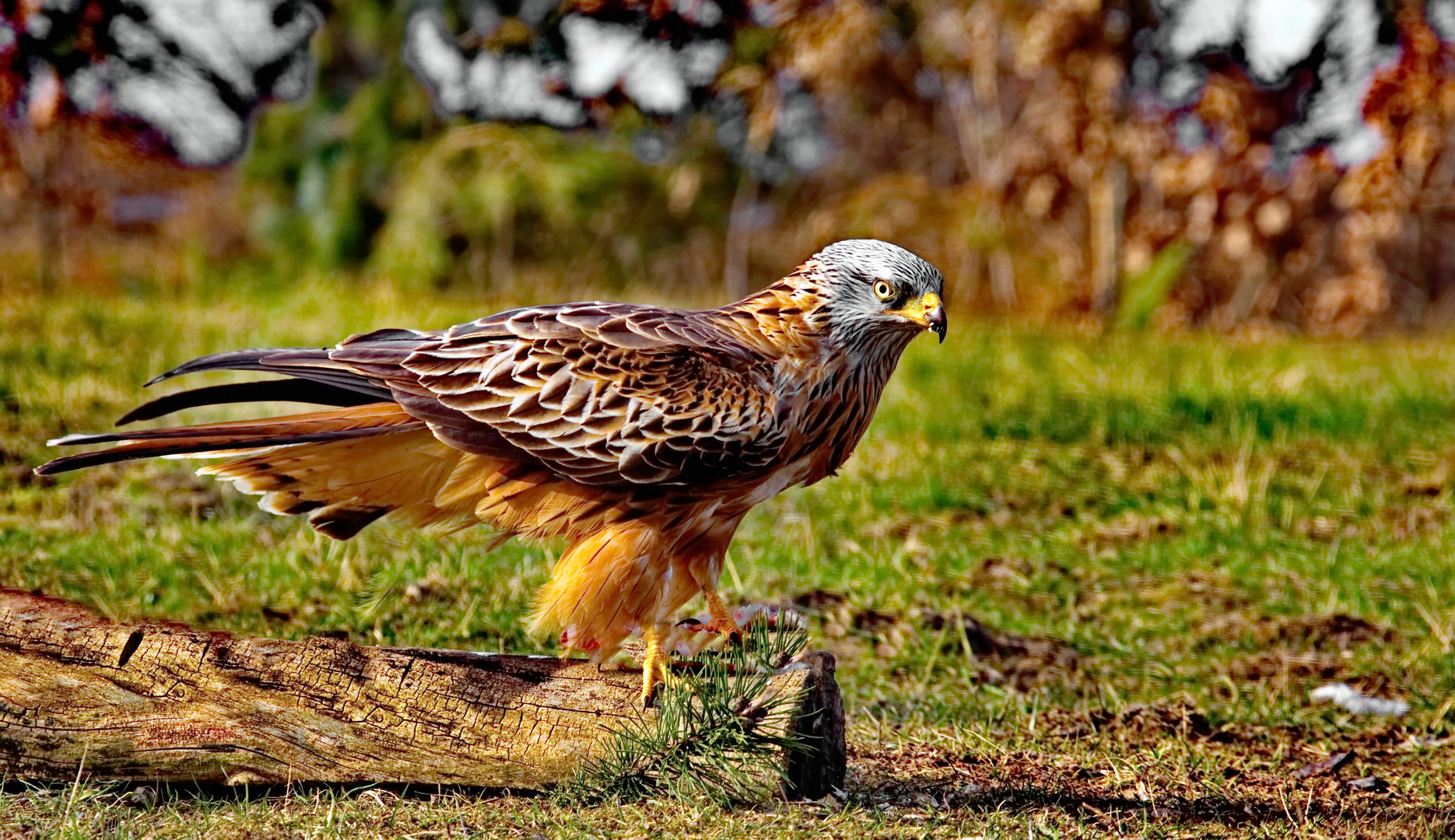Rotmilan 2 --- Foto & Bild | fotos, natur, pflanzen Bilder auf ...