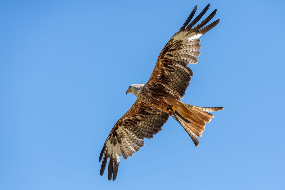 Rotmilan (2) Foto & Bild | natur, flug, greifvogel Bilder auf fotocommunity