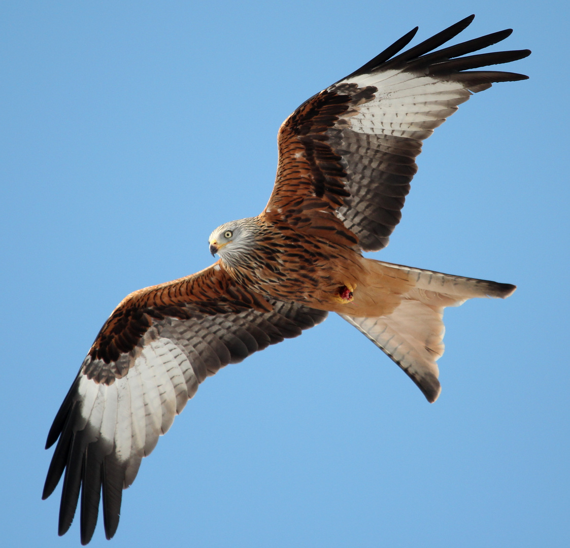 Rotmilan 2 (Milvus milvus) Foto & Bild | tiere, wildlife, wild lebende ...