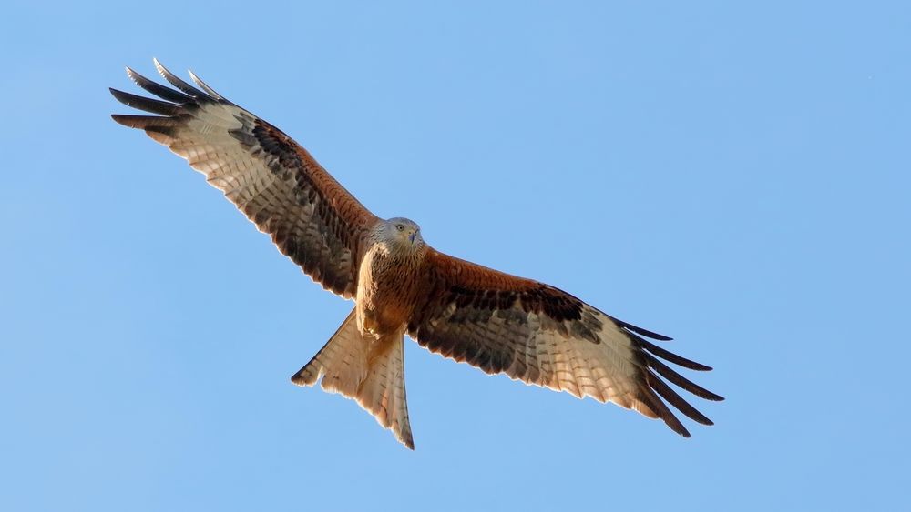 Rotmilan 2017 Foto & Bild | wildlife, greifvögel, milan Bilder auf ...