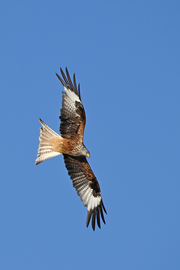 Rotmilan Foto & Bild | tiere, wildlife, wild lebende vögel Bilder auf ...