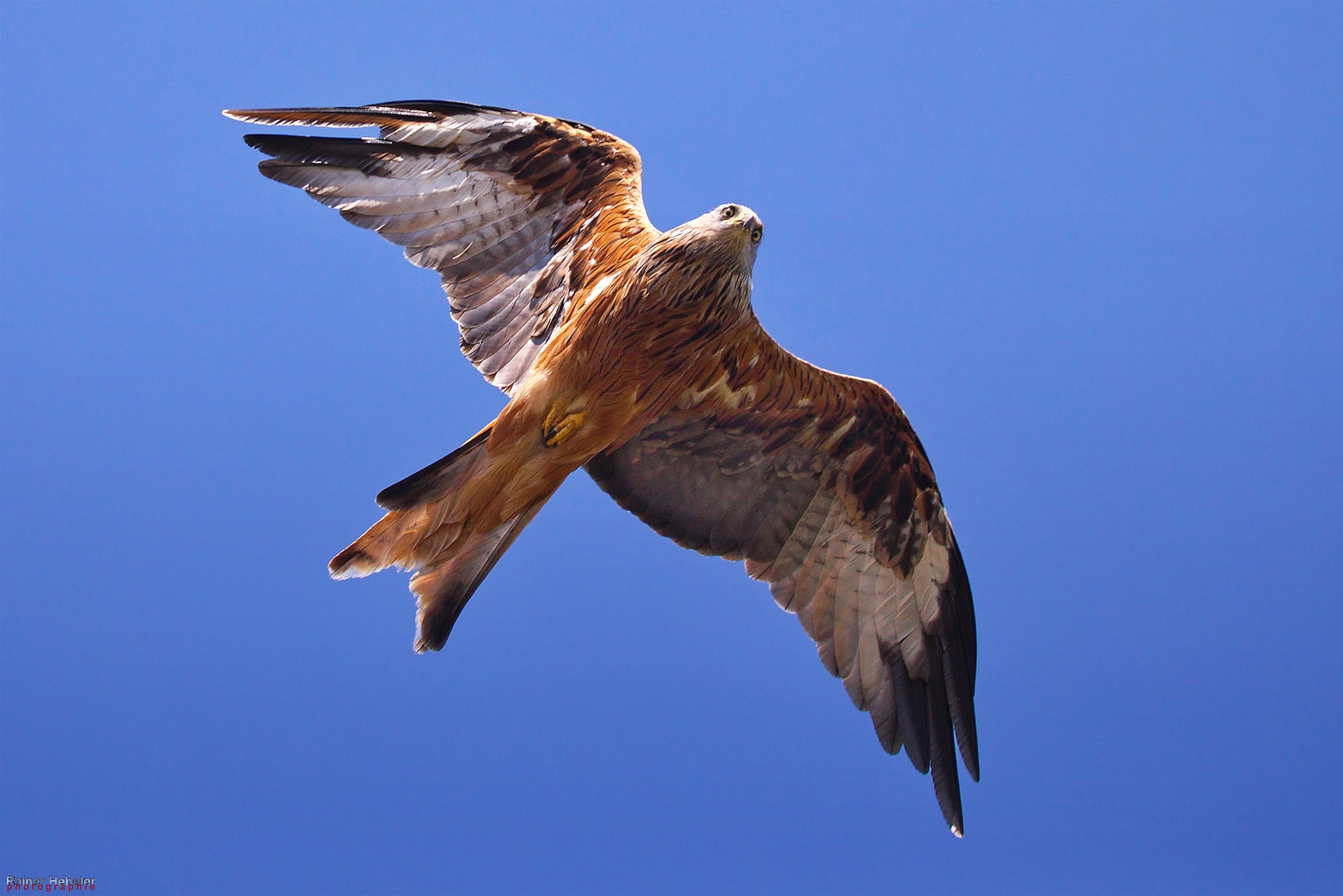 Rotmilan Foto & Bild | sommer, himmel, natur Bilder auf fotocommunity