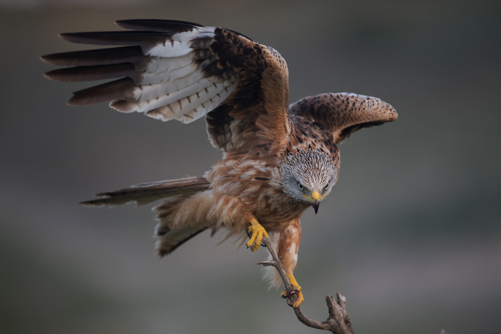 Rotmilan Foto & Bild | tiere, wildlife, wildlife luder-futterplätze ...
