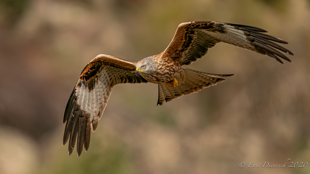 Rotmilan Foto & Bild | tiere, wildlife, wild lebende vögel Bilder auf ...