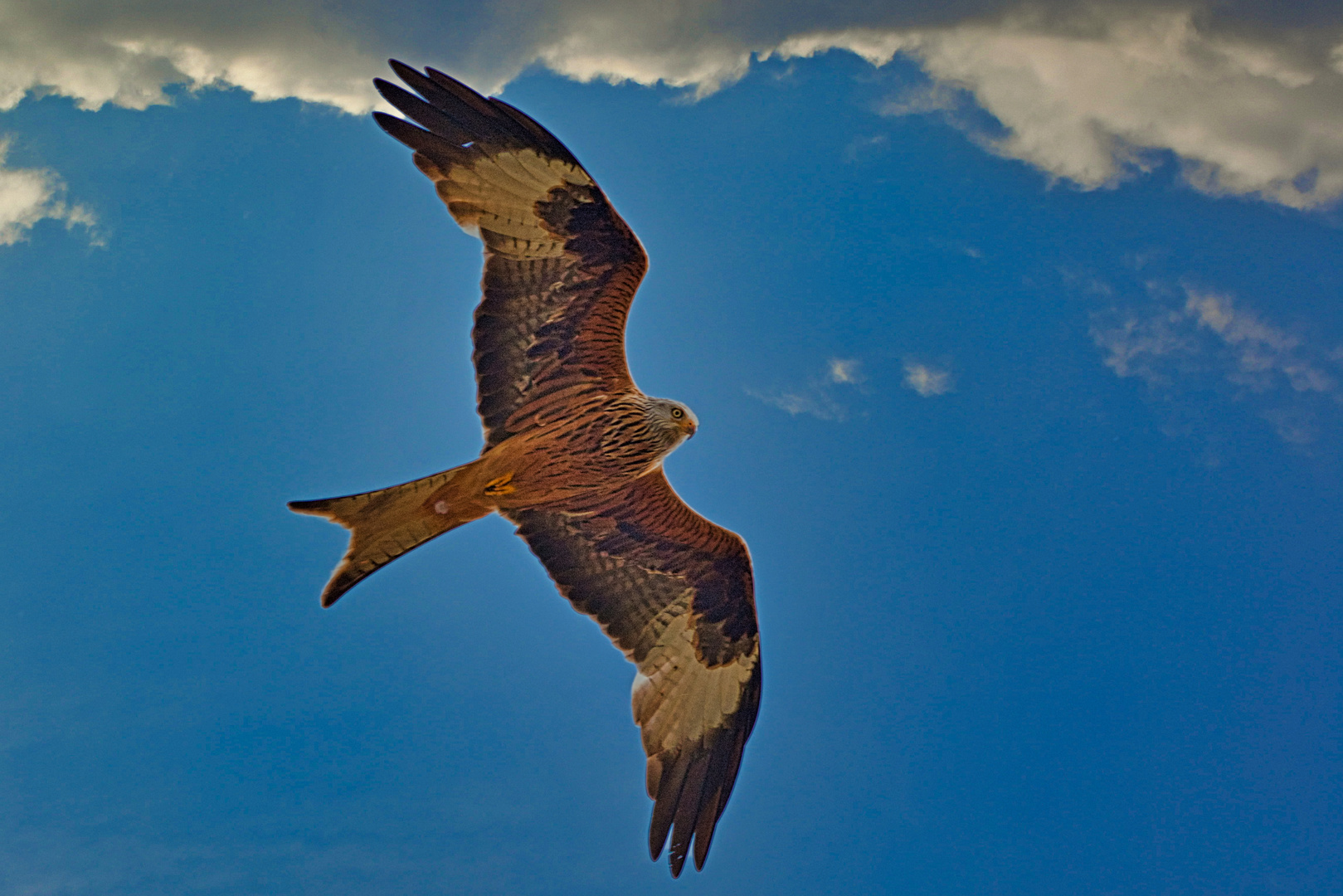 Rotmilan Foto & Bild | tiere, wildlife, wild lebende vögel Bilder auf ...