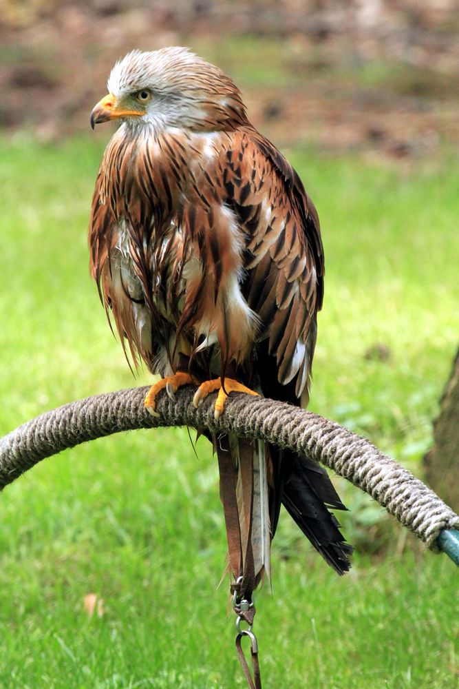 Rotmilan Foto & Bild | vögel, natur, tiere Bilder auf fotocommunity