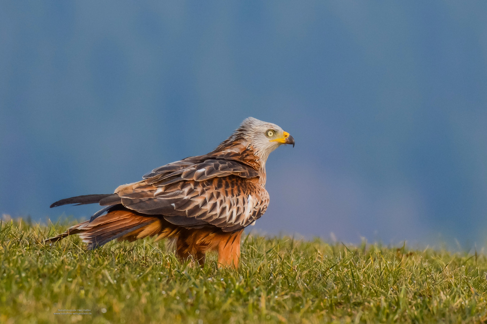 Rotmilan Foto & Bild | tiere, wildlife, wild lebende vögel Bilder auf ...