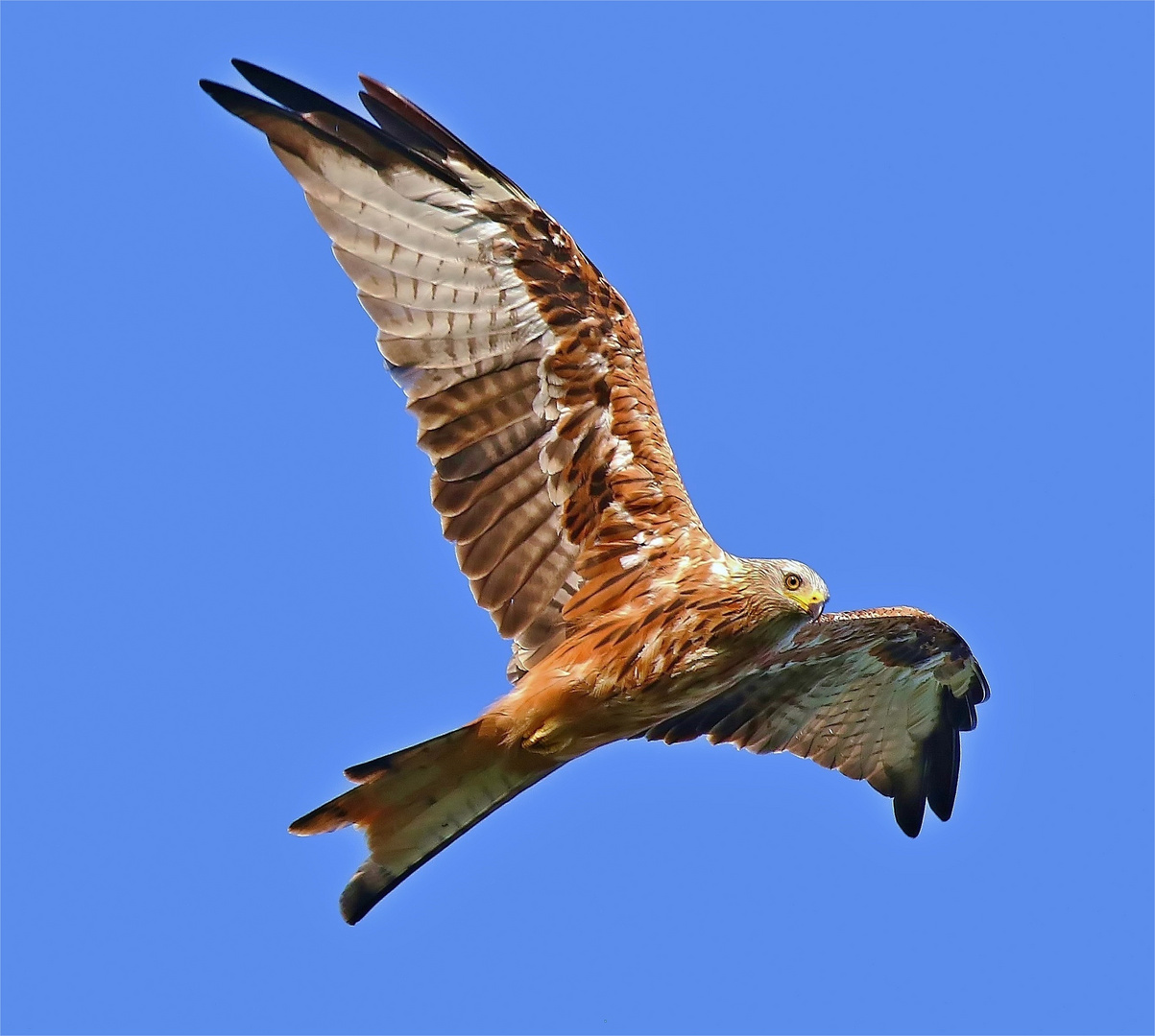 Rotmilan Foto & Bild | tiere, wildlife, wild lebende vögel Bilder auf ...