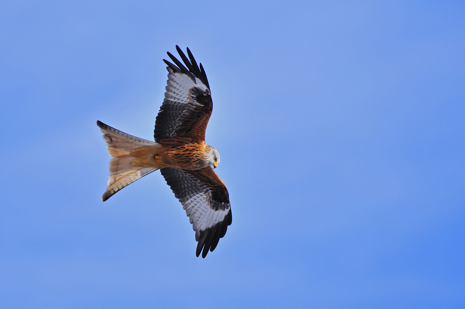 Rotmilan Foto & Bild | tiere, wildlife, wild lebende vögel Bilder auf ...