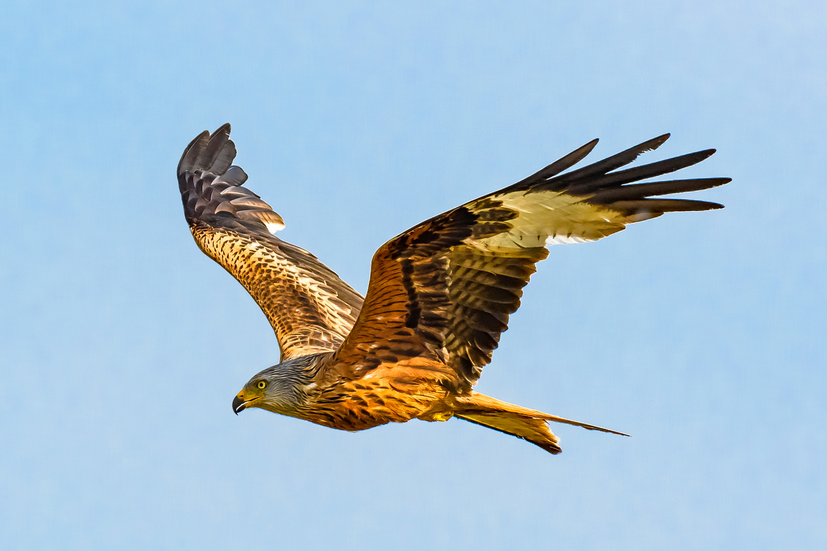 Rotmilan Foto & Bild | fotos, natur, tiere Bilder auf fotocommunity