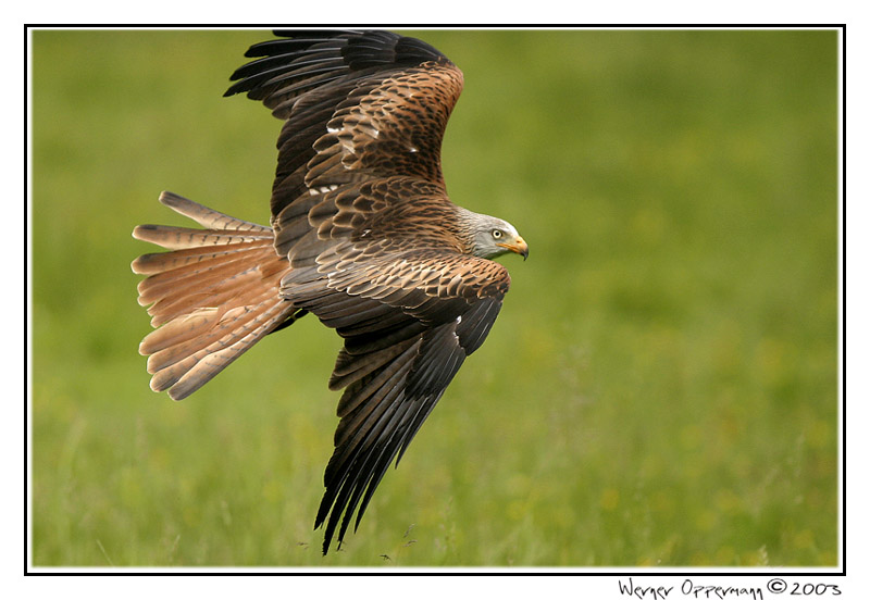 Rotmilan... Foto & Bild | tiere, zoo, wildpark & falknerei, vögel ...