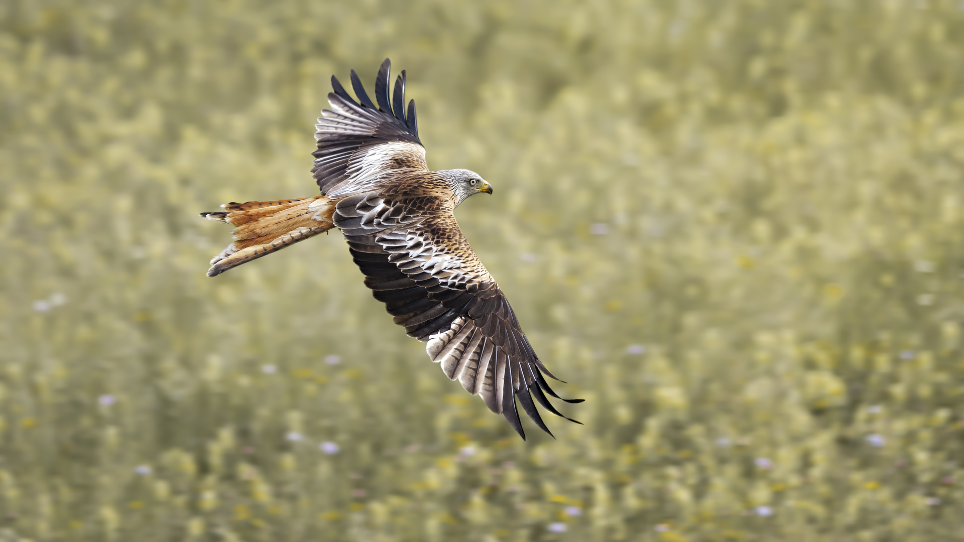 Rotmilan Foto & Bild | tiere, wildlife, fotos Bilder auf fotocommunity