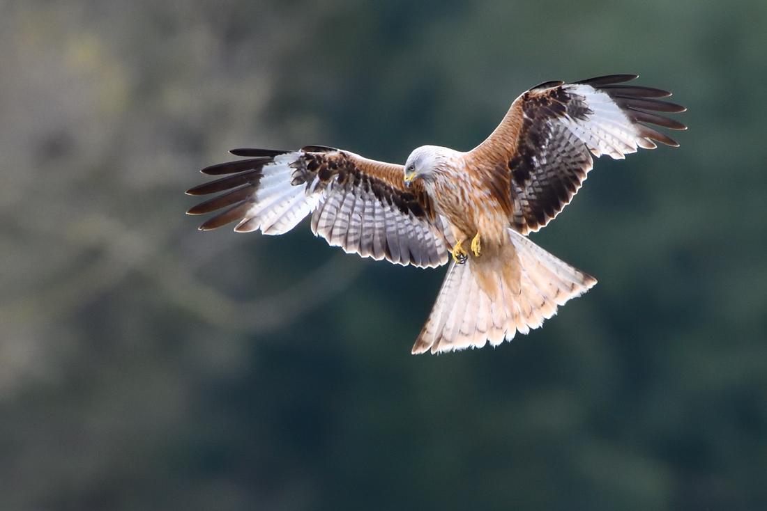 Rotmilan Foto & Bild | tiere, wildlife, wild lebende vögel Bilder auf ...