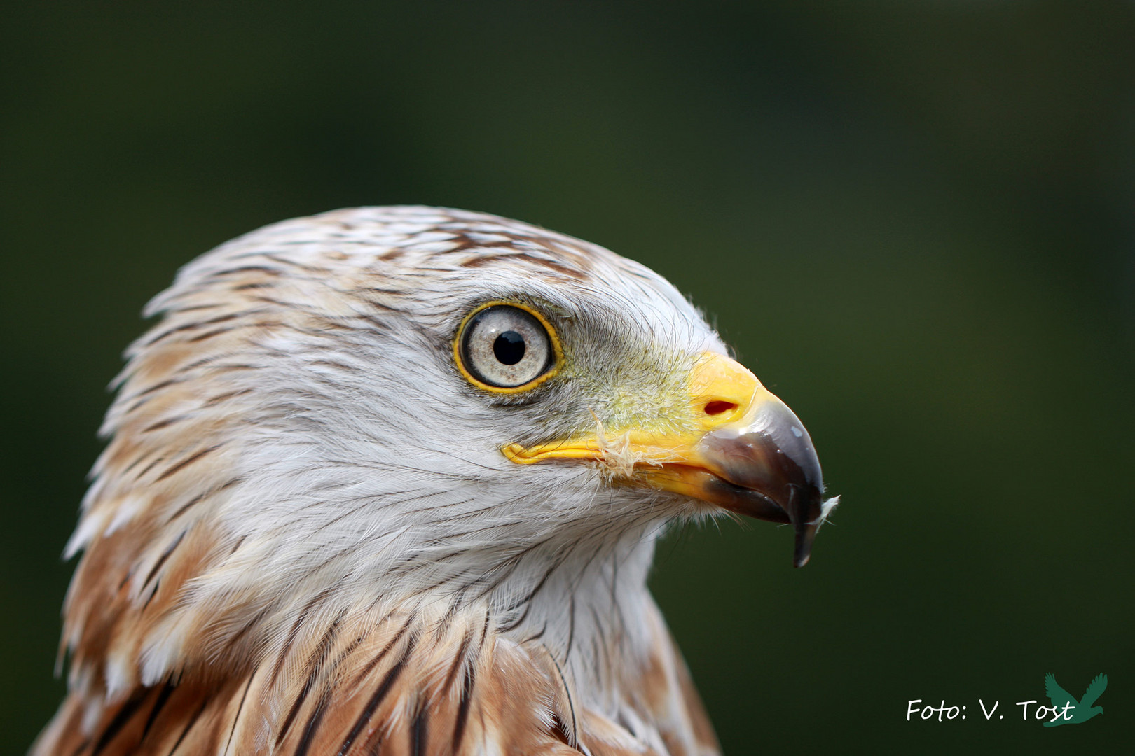 Rotmilan Foto & Bild | tiere, zoo, wildpark & falknerei, vögel Bilder ...