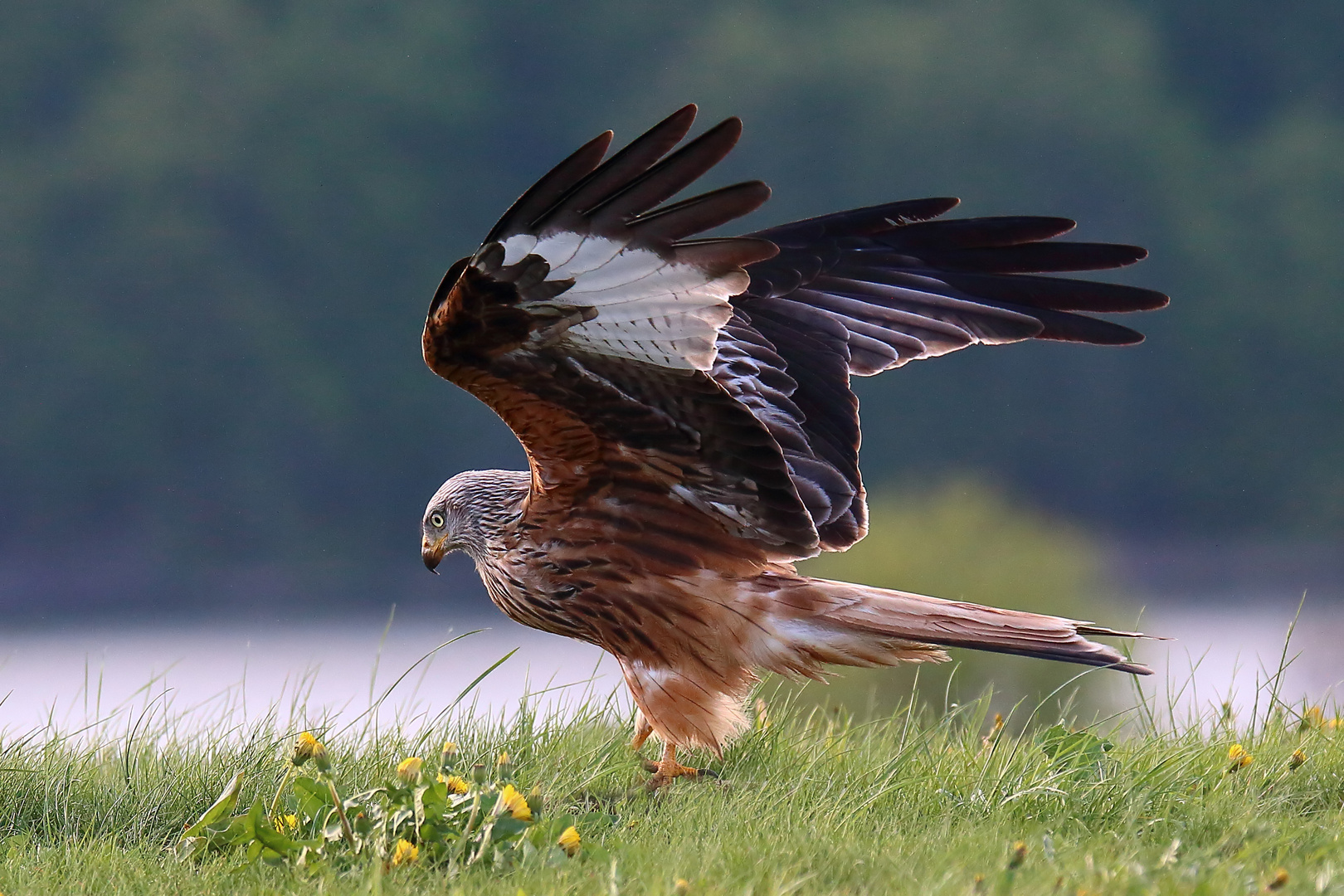 Rotmilan Foto & Bild | tiere, wildlife, natur Bilder auf fotocommunity