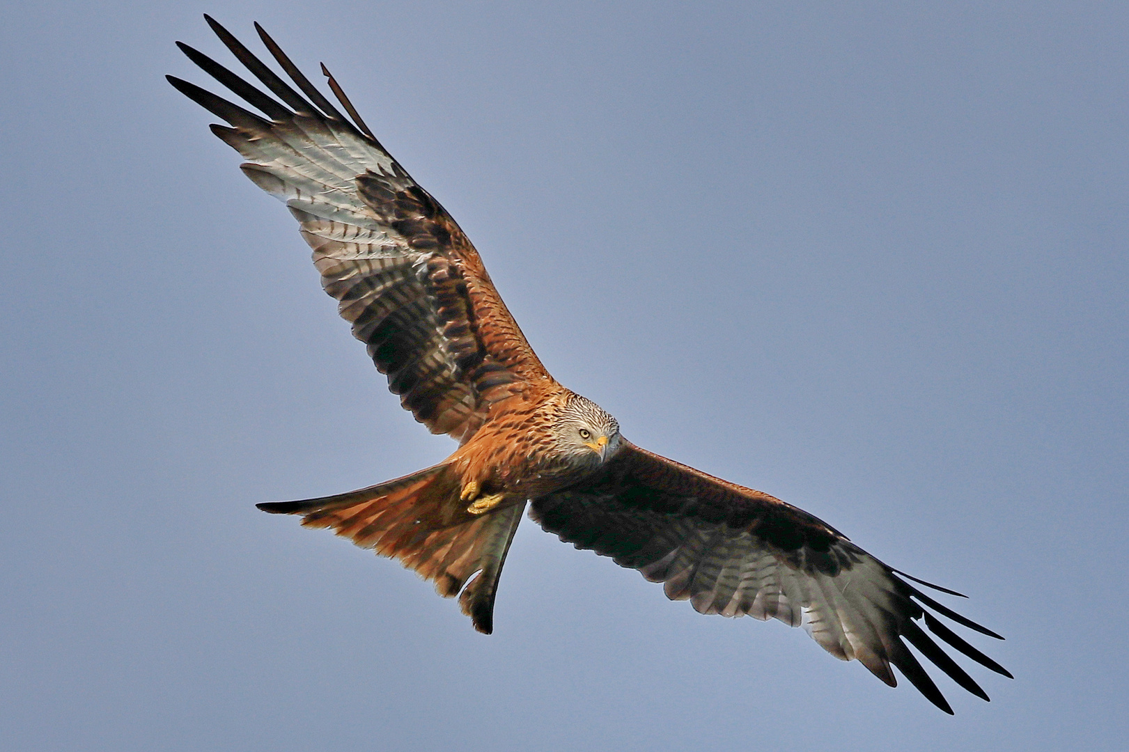 Rotmilan Foto & Bild | natur, tiere, vögel Bilder auf fotocommunity