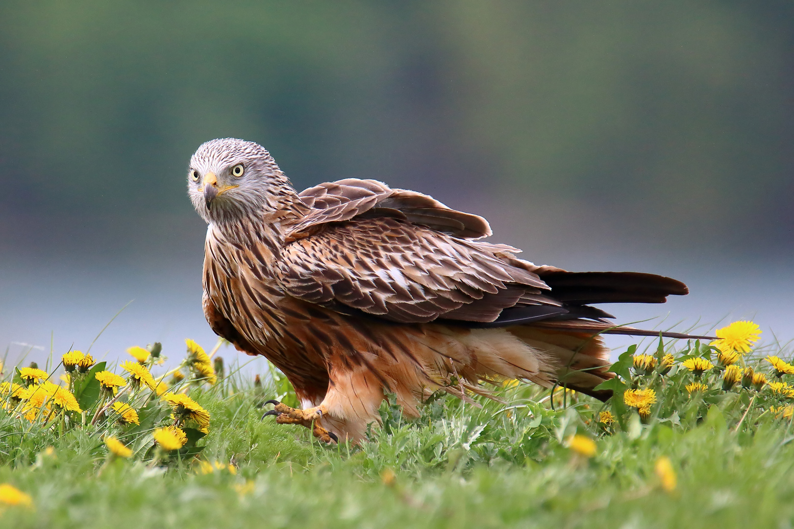 Rotmilan Foto & Bild | tiere, wildlife, natur Bilder auf fotocommunity