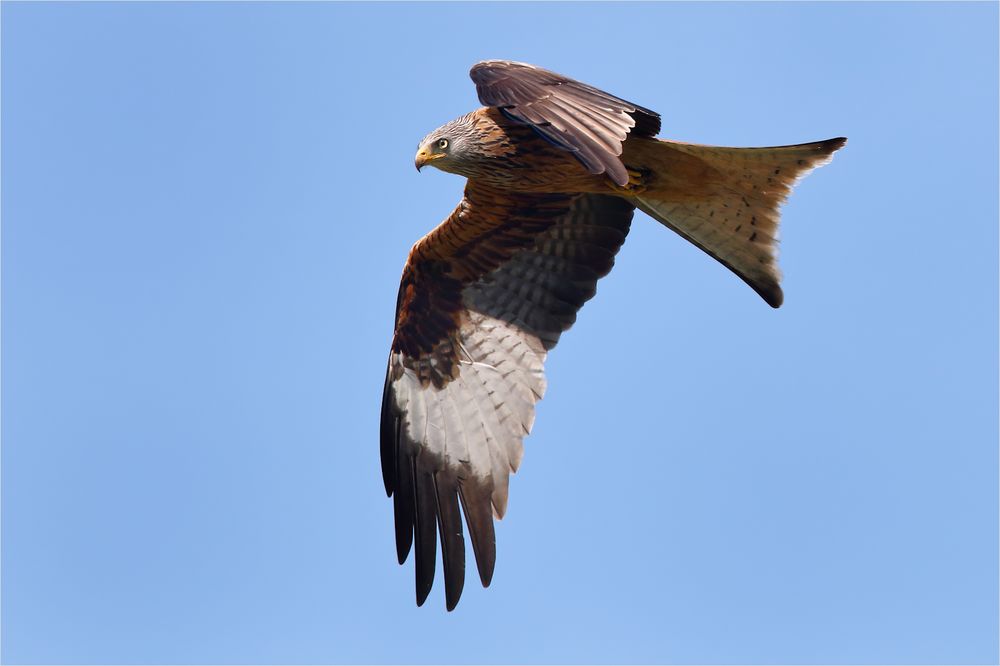 Rotmilan Foto & Bild | natur, vogel, greifvogel Bilder auf fotocommunity