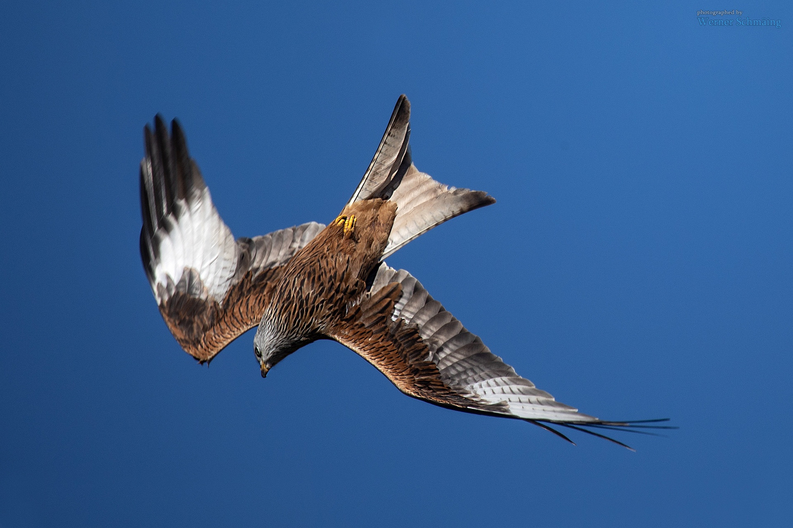 Rotmilan ... Foto & Bild | tiere, wildlife, wild lebende vögel Bilder ...