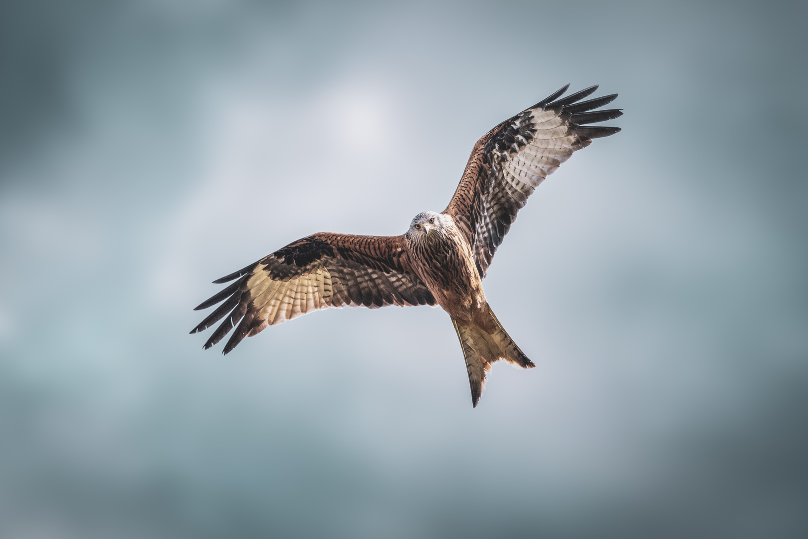 Rotmilan Foto & Bild | tiere, wildlife, wild lebende vögel Bilder auf ...