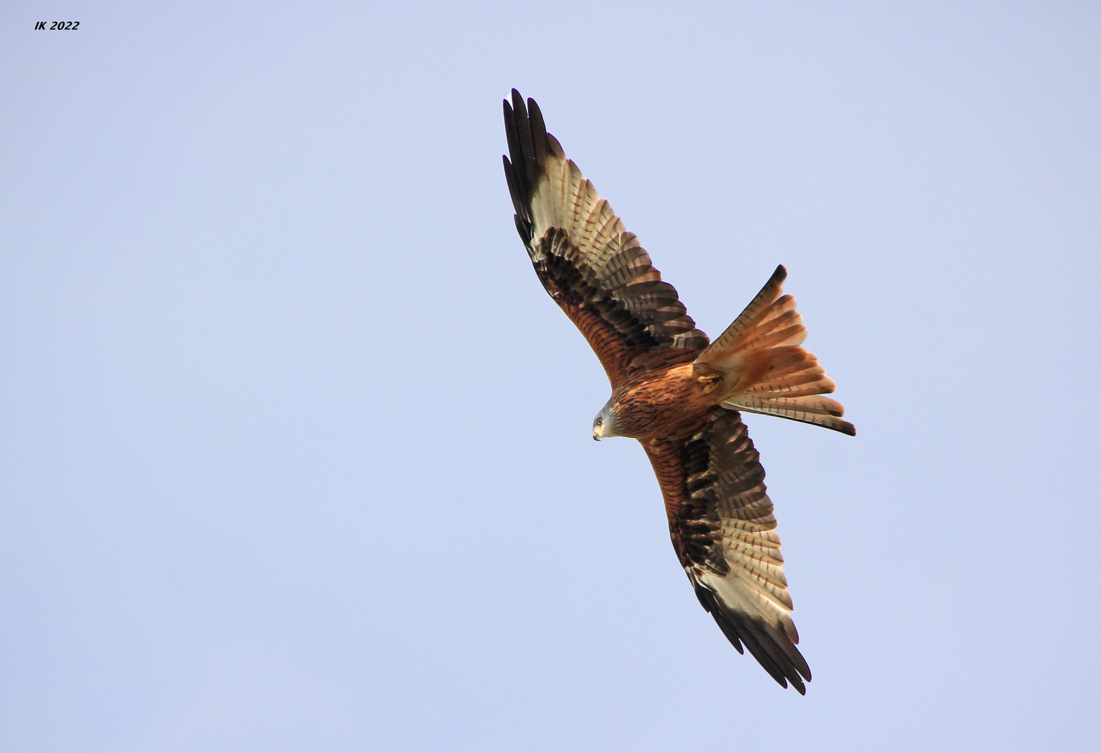Rotmilan Foto & Bild | tiere, wildlife, wild lebende vögel Bilder auf ...