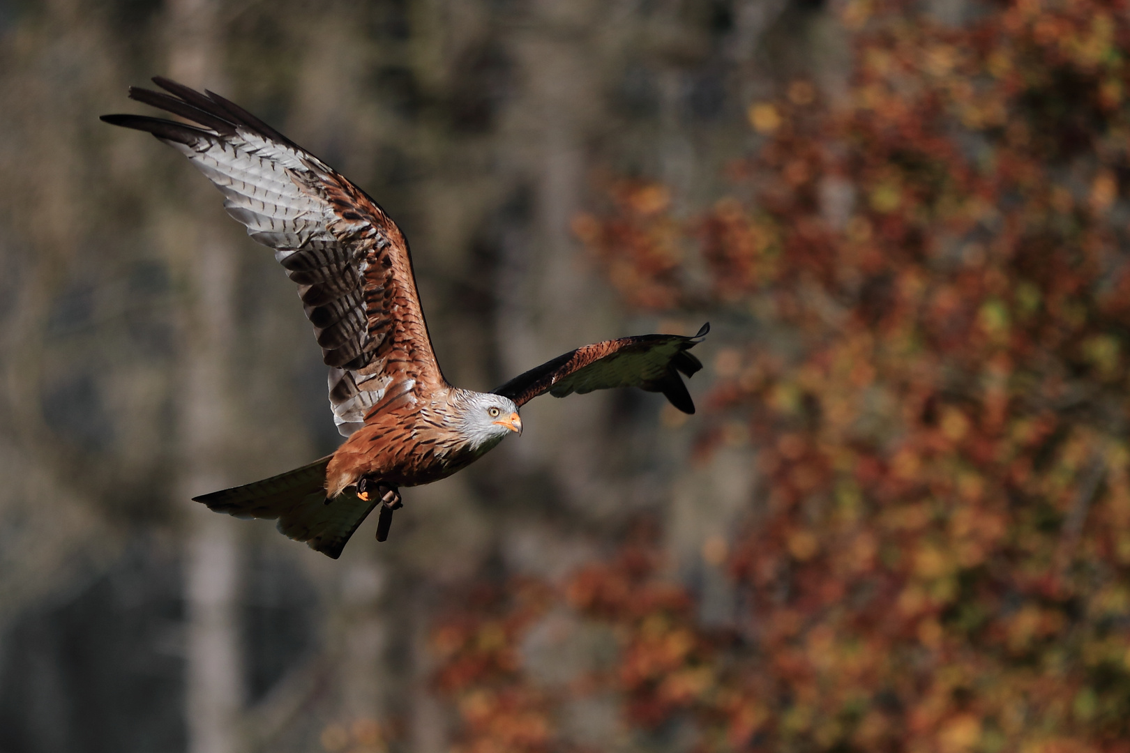 Rotmilan Foto & Bild | natur, zoo, tiere Bilder auf fotocommunity