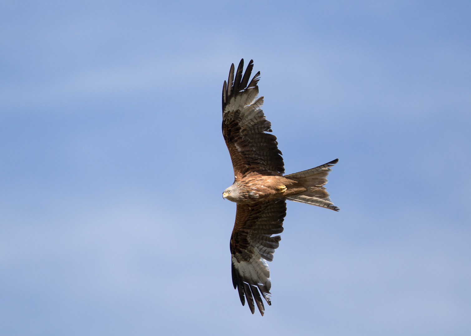Rotmilan ... Foto & Bild | tiere, wildlife, wild lebende vögel Bilder ...