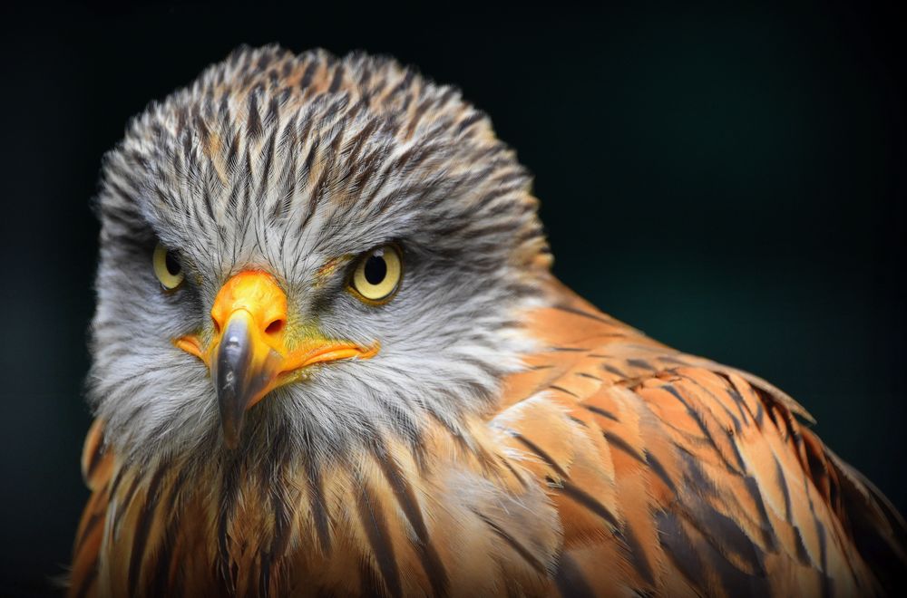 Rotmilan Foto & Bild | spezial, natur, vogel Bilder auf fotocommunity