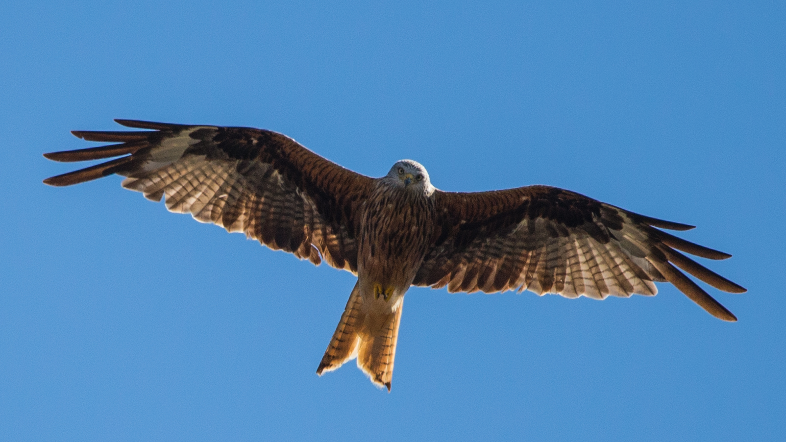 Rotmilan Foto & Bild | tiere, wildlife, wild lebende vögel Bilder auf ...