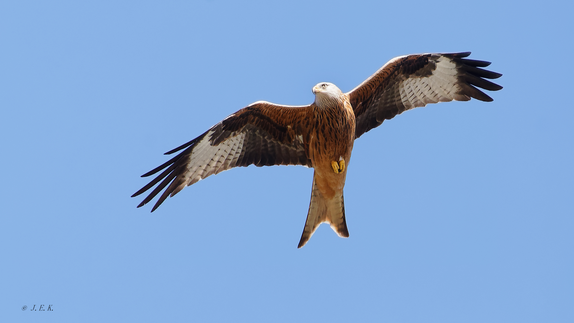 Rotmilan Foto & Bild | vögel, greifvögel, milan Bilder auf fotocommunity