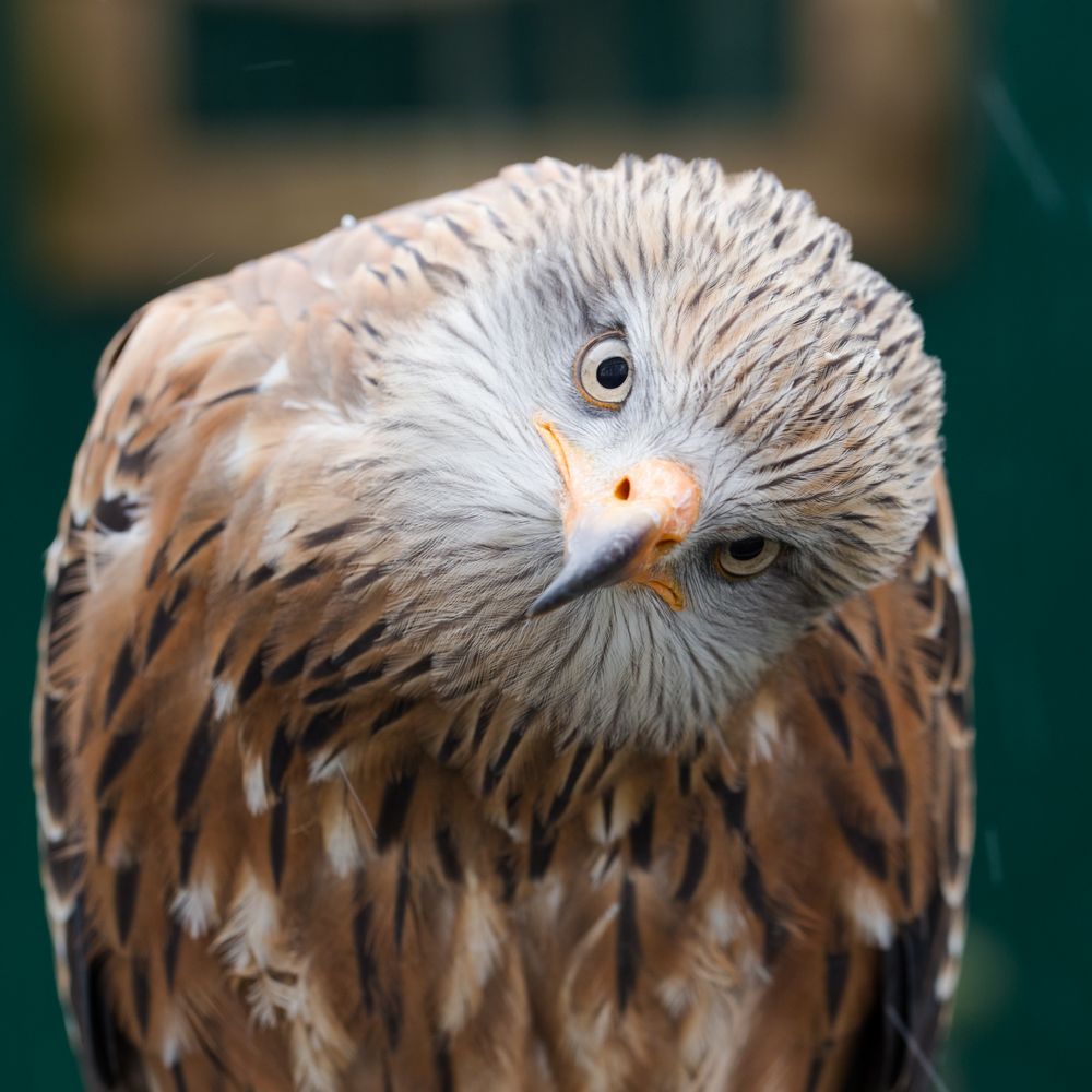 Rotmilan Foto & Bild | tiere, zoo, wildpark & falknerei, vögel Bilder ...